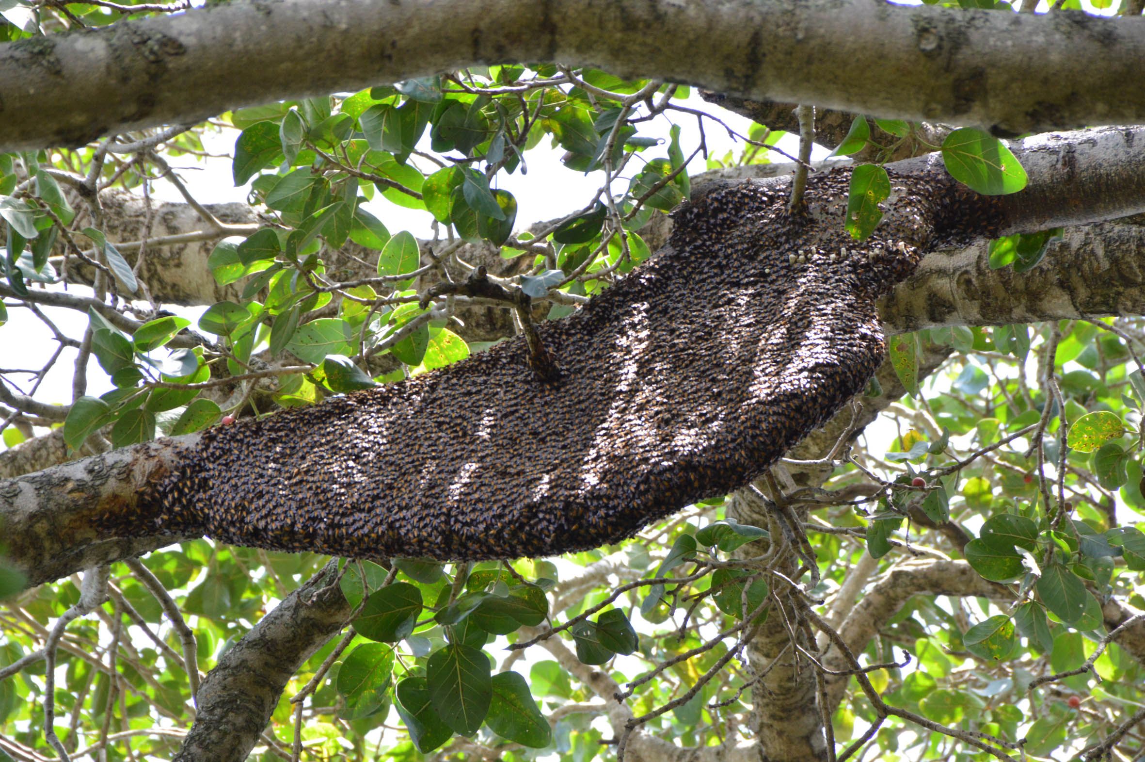 Pollinators in the urban age | Heinrich Böll Stiftung | India Office