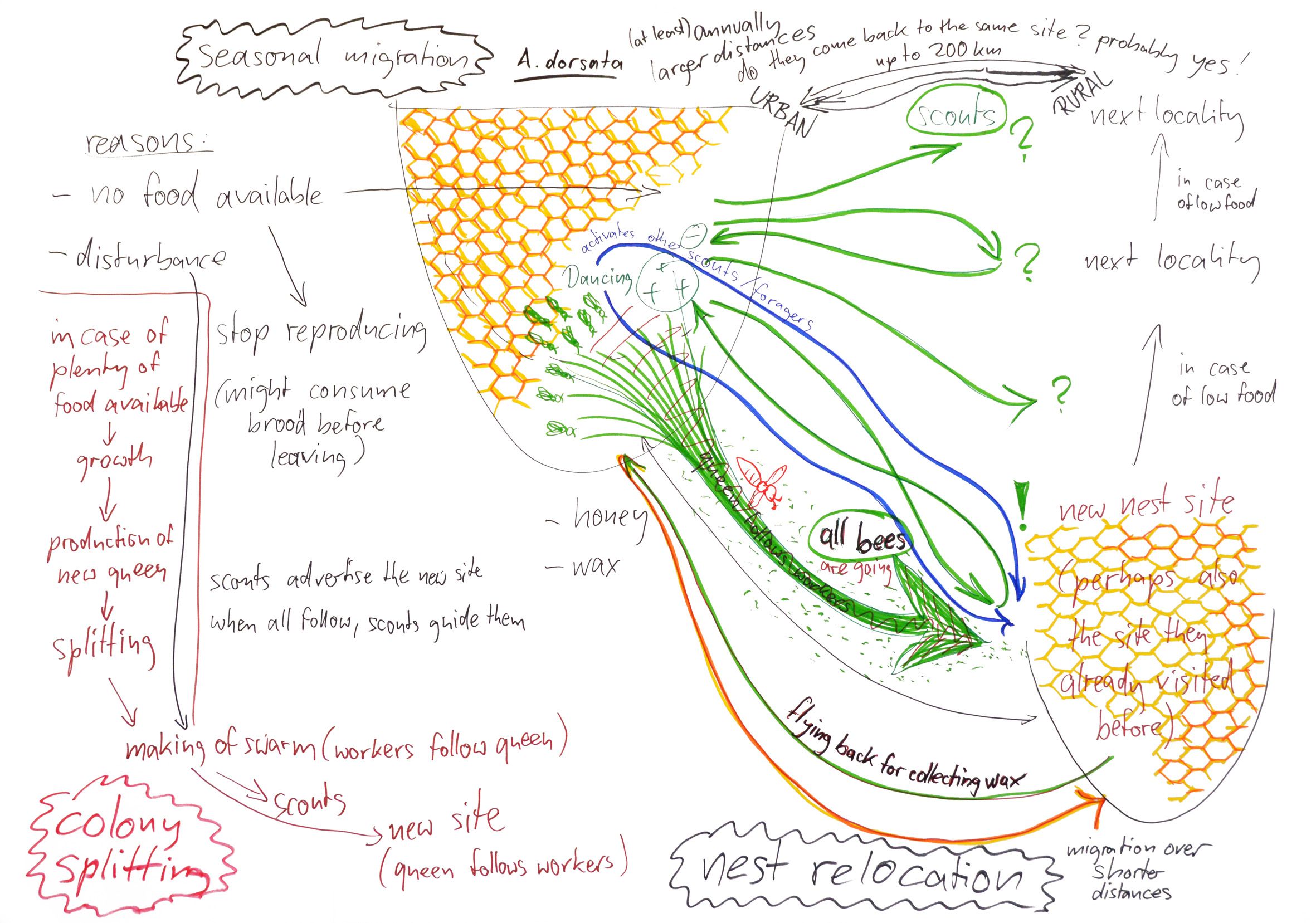 Pollinators in the urban age | Heinrich Böll Stiftung | India Office