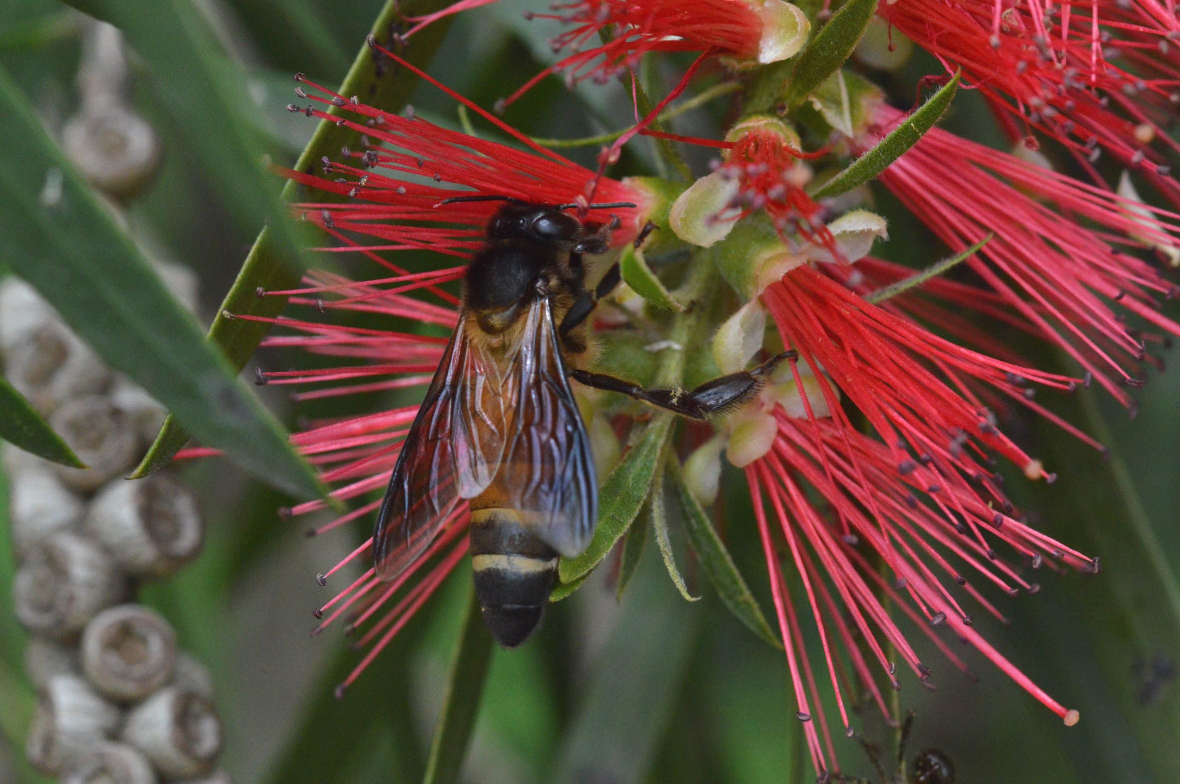 Pollinators in the urban age | Heinrich Böll Stiftung | India Office