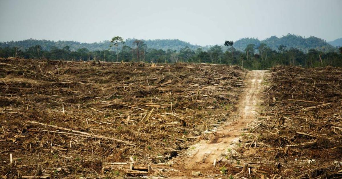 REDD+: A lost decade for international forest conservation | Heinrich ...